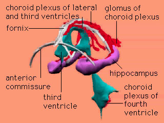 Choroid Plexus Anatomy