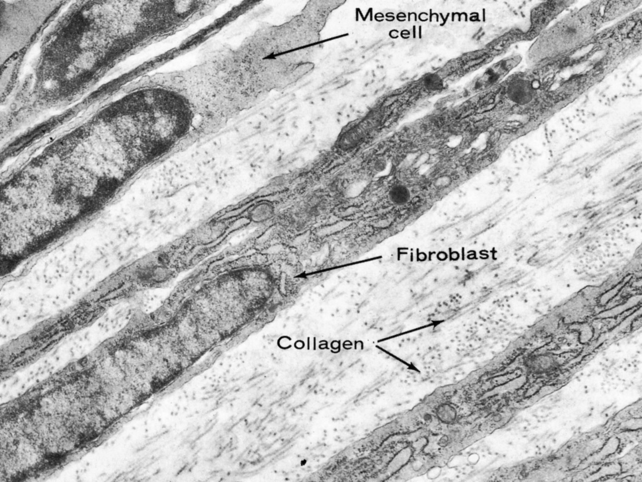 Histology Laboratory Manual