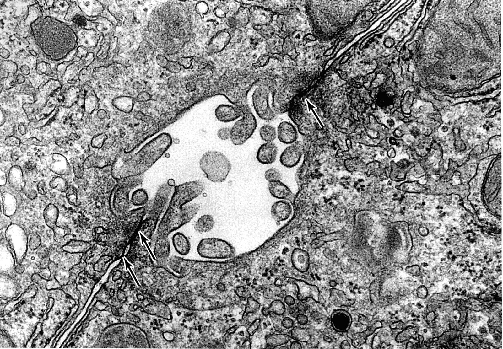 Histology Laboratory Manual