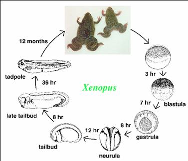 Xenopus Laevis Life Cycle