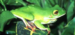 Features: Frog legs and parasite tales