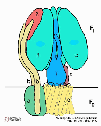 Atp Synthase Gif