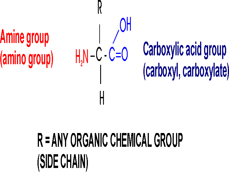 Carboxyl Group Sketch