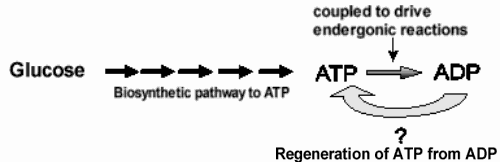 Intro Bio Lec. 8 Columbia University