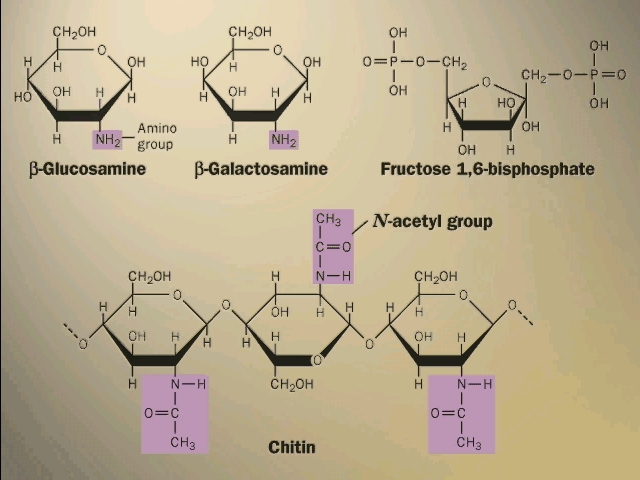 Alpha Glucose Linkage
