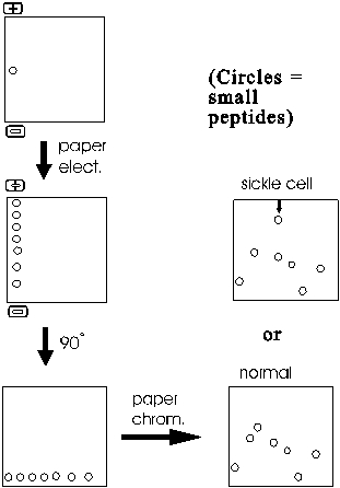 Paper Chromatography Of Amino Acids