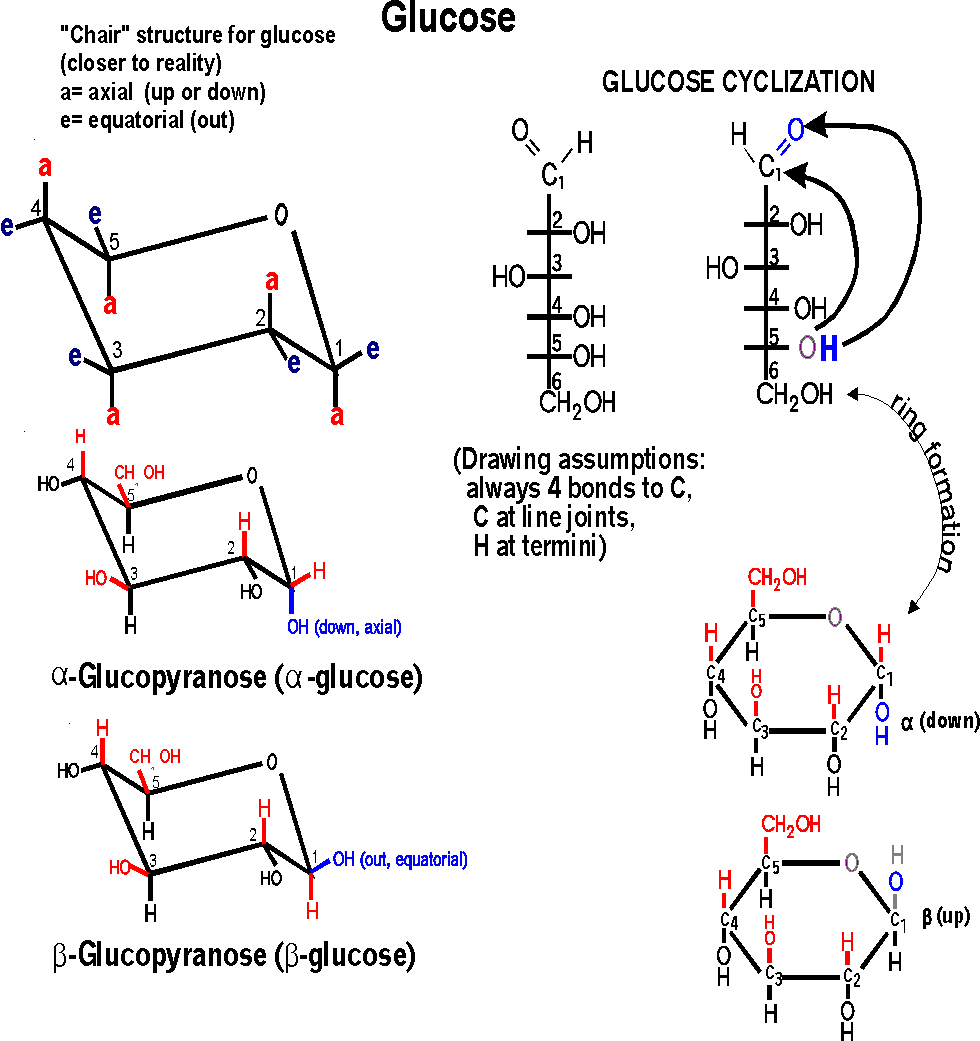 Glucose Lewis Dot Structure