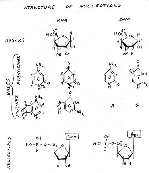 Nucleoside Nucleotide Nucleosides Vs Rna Biologywise Sketch Coloring Page