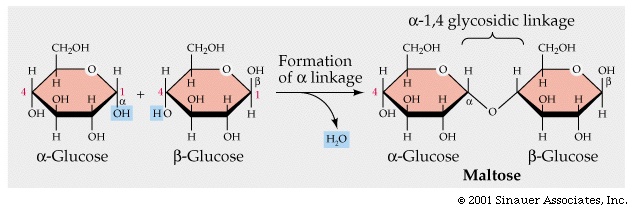 Glucose-glucose via a 1-4 alpha-link is maltose , where alpha refers to ...