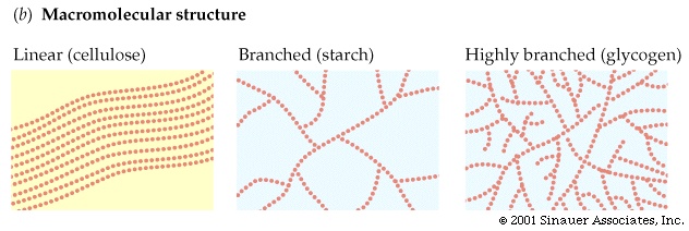 Cellulose Molecule Shape