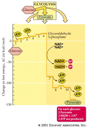 Intro Bio Lec. 8 Columbia University