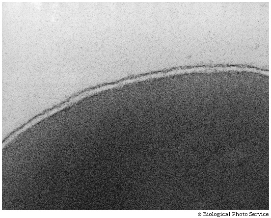 (Phospholipid bilayer: membranes)