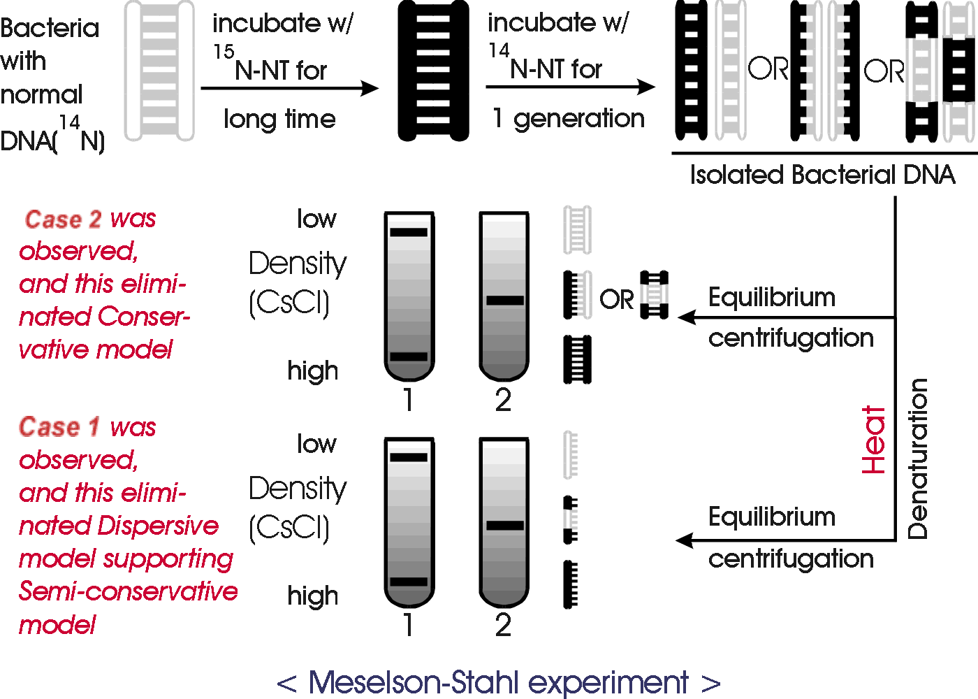 Meselson And Stahl Density Gradient Centrifugation