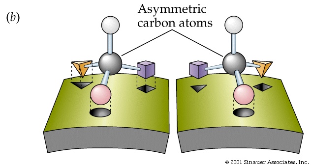 Draw A Separate Circle Around Each Of The Asymmetric Carbon Atoms In ...