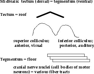 Tegmentum - JungleKey.fr Wiki