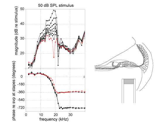Columbia University Department of Otolaryngology: Fowler Memorial ...