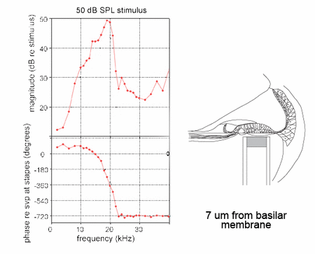 Basilar Membrane Animation