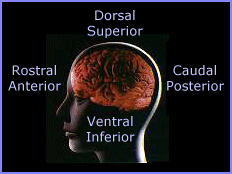 Neuroscience Tutorial