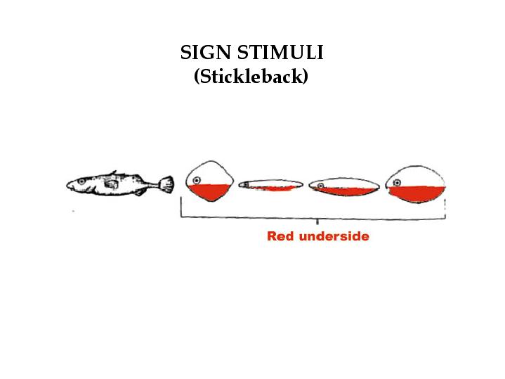 SIGN STIMULI (Stickleback)