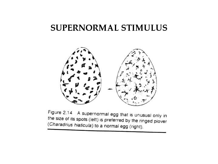 SUPERNORMAL STIMULUS