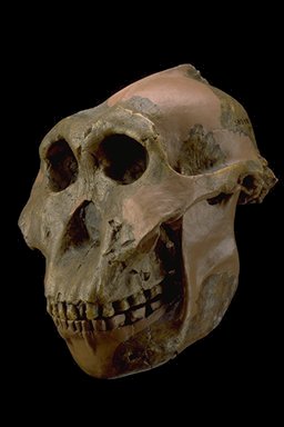 The Genus Paranthropus