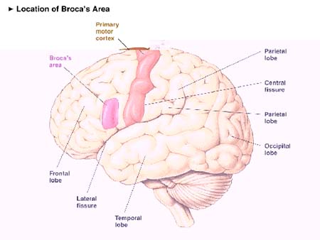 Brain Brocas Area
