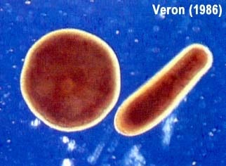 Coral Reef Symbioses - Lecture 3, Page 3