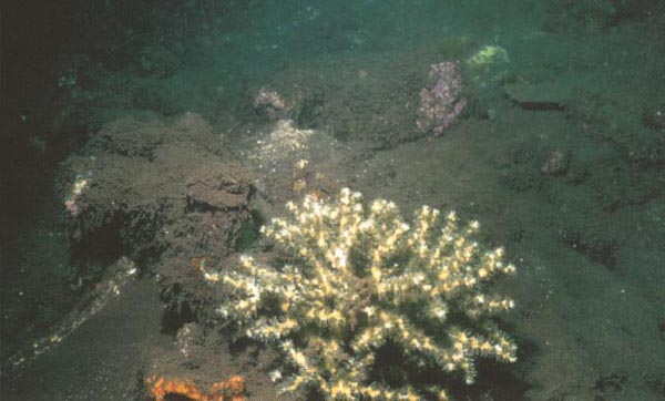 Coral Reefs: Past, Present and Future