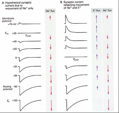 Reversal potential