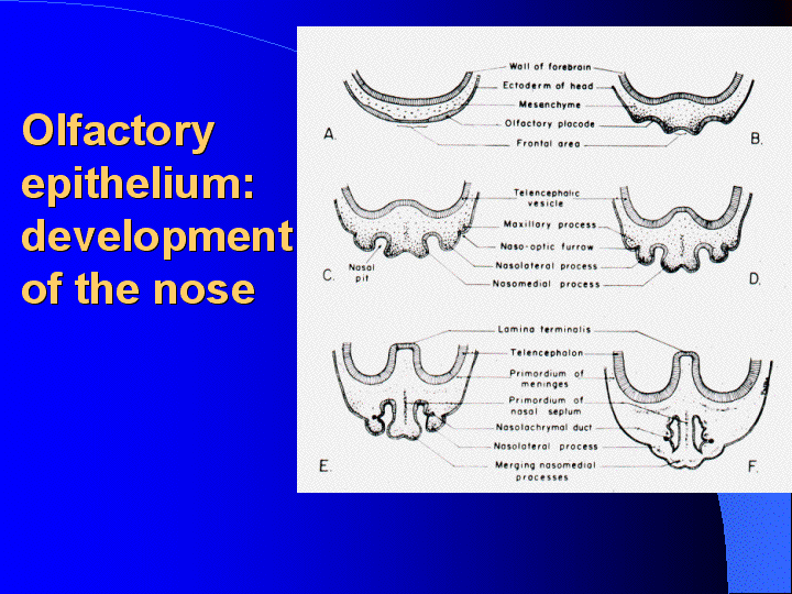PowerPoint Presentation - DEVELOPMENT OF THE HEAD AND NECK