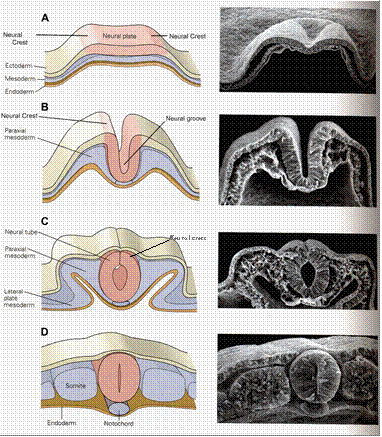 Neural Tube Formation Timeline
