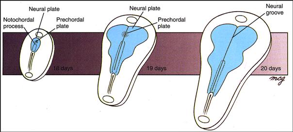 Prechordal Plate