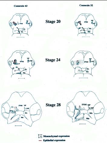 Facial and palatal development