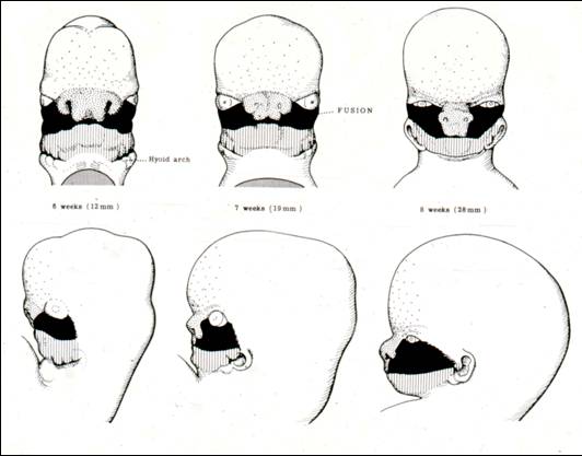 Facial and palatal development