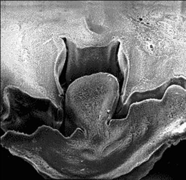 Facial and palatal development