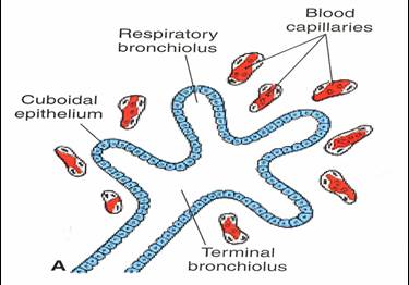 Lung Development