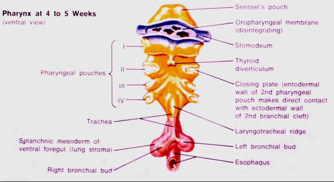 Pharyngeal Pouch
