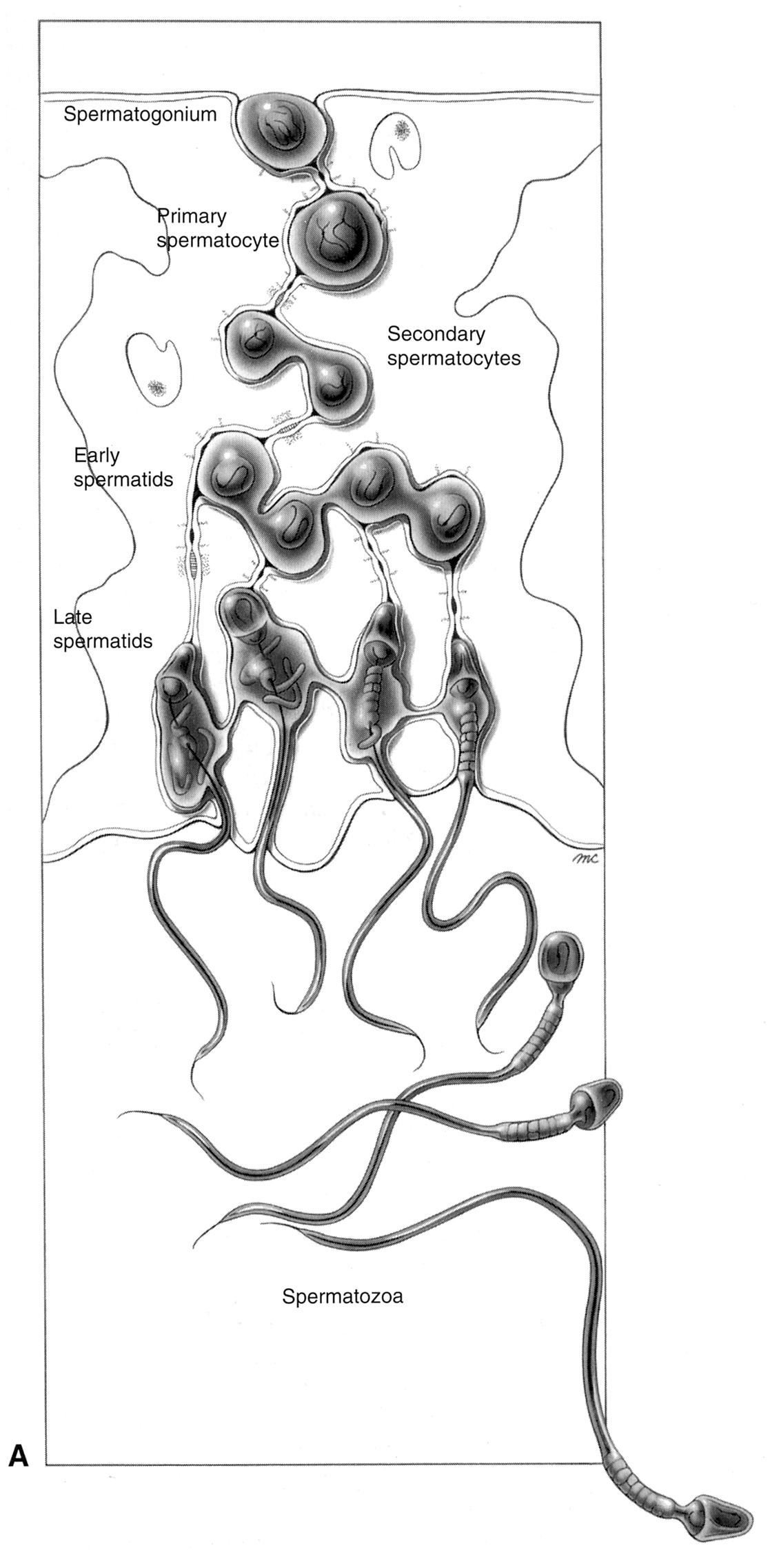 PowerPoint Presentation