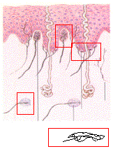 Anatomical Substrates of Somatic Sensation