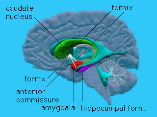 Caudate Nucleus And Hippocampus