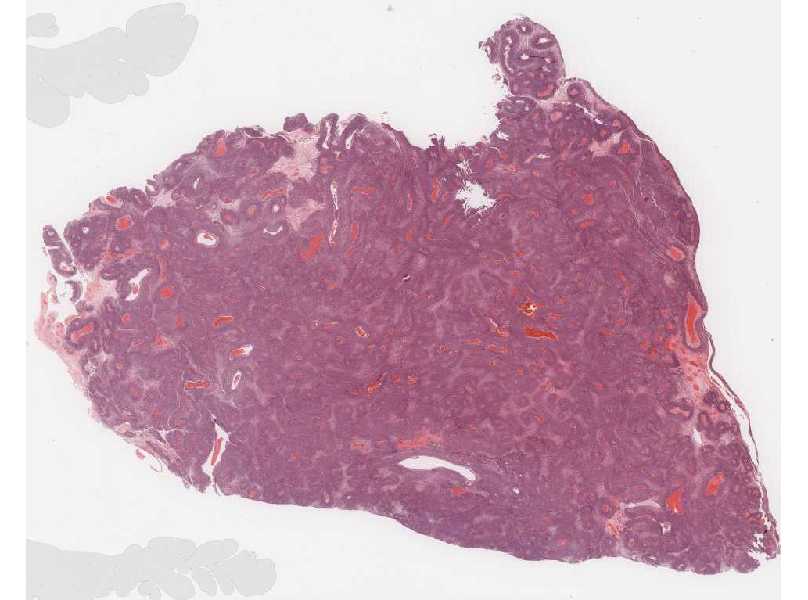 Pathology Laboratory Manual