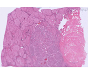 Pathology Laboratory Manual