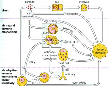 Pathogenesis of Anthrax