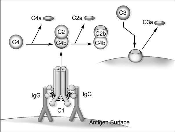 Functions of Complement