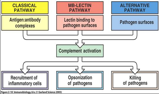 Functions of Complement