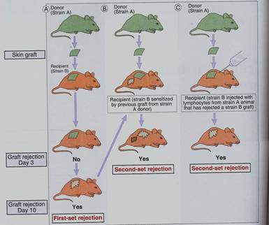Transplantation Immunology October 1st, 2003 HHSC 401 Outline
