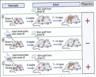 Transplantation Immunology October 1st, 2003 HHSC 401 Outline