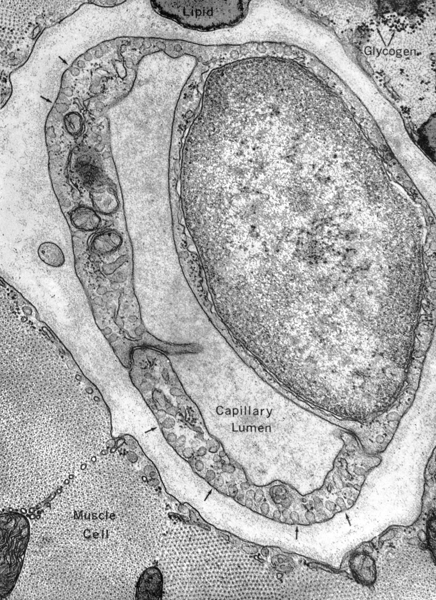 Continuous Capillary Histology