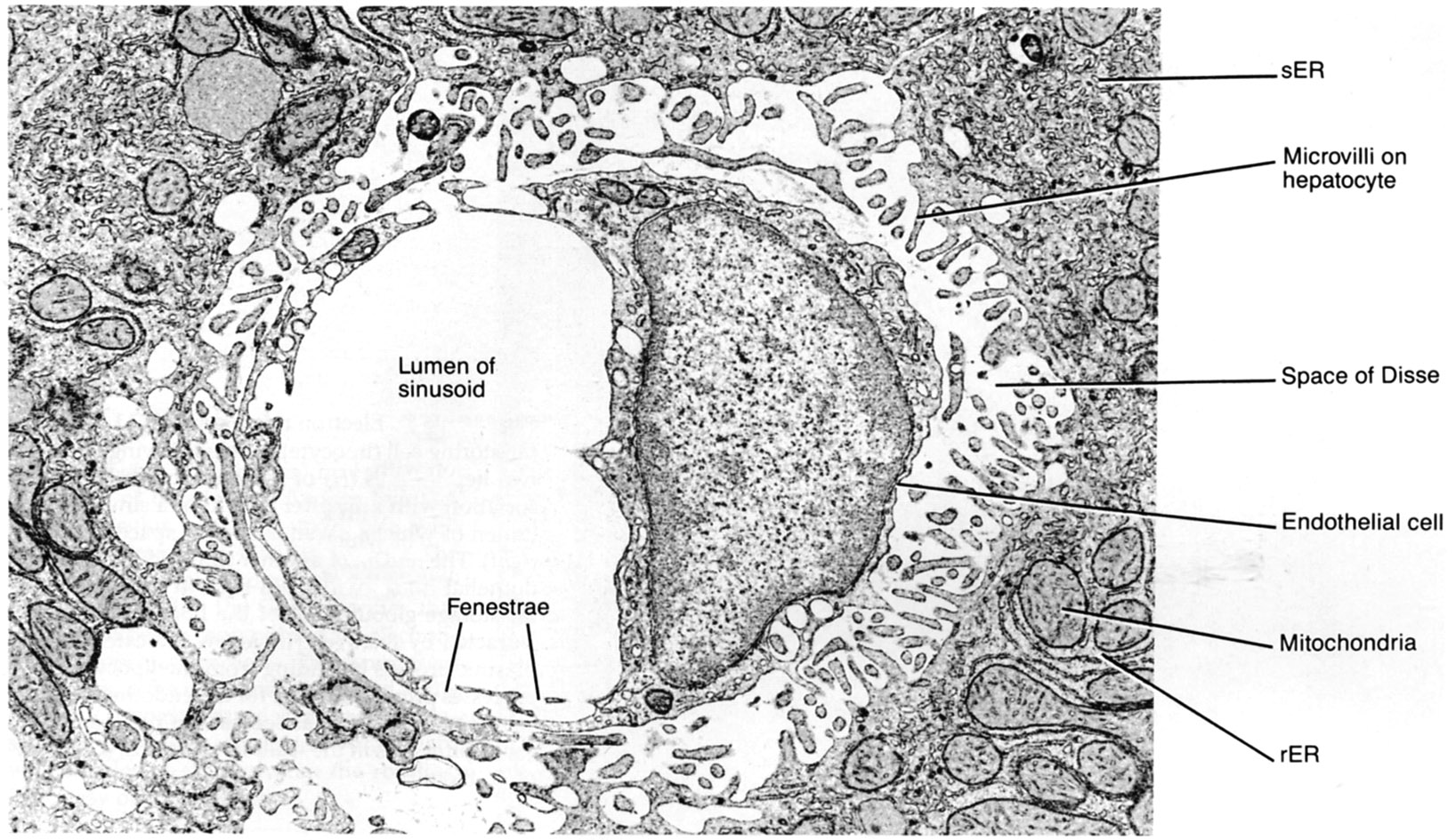 Fenestrated Capillary Histology