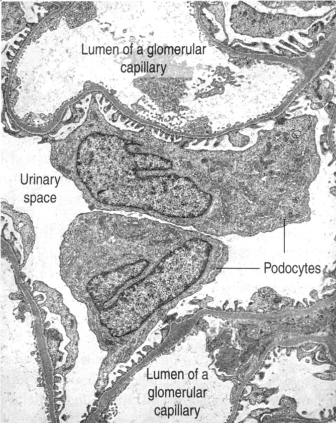 Histology Laboratory Manual